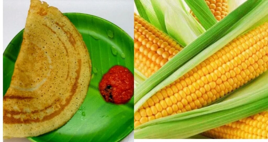 Corn Dosa: சுவையான, சத்தான சோள தோசை செய்வது எப்படி?